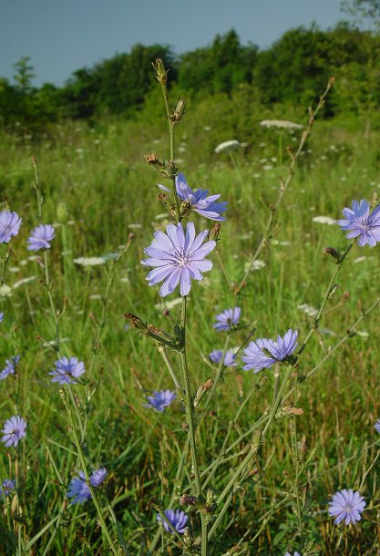LJEKOVITO BILJE I LIJECENJE BILJEM: LJEKOVITO BILJE: Konjogriz ...