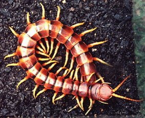 Poisonous Insects - Insects Morphology