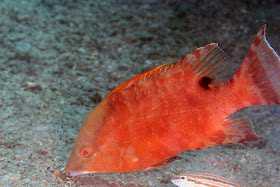 Real Monstrosities: Hogfish