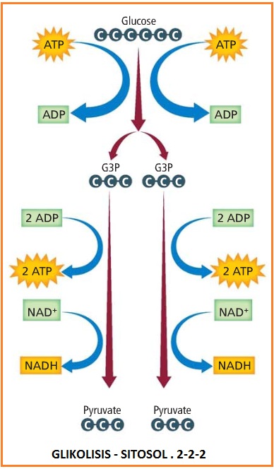 BIOLOGI GONZAGA: GLIKOLISIS SYSTEM