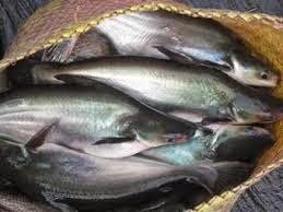 THE BEST PANGASIUS FISHING LURES | GHAZUTH