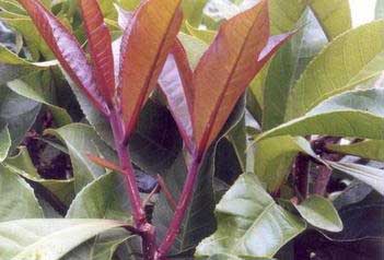 FLORA INDONESIA (Botanical Survival): Putat (Planchonia valida Bl. )