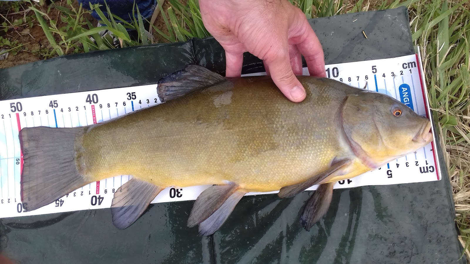 Soortenjager: Turn the tide