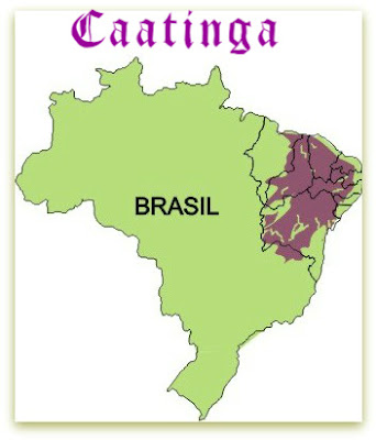 VENTO NORDESTE: O RICO E SURPREENDENTE BIOMA DA CAATINGA