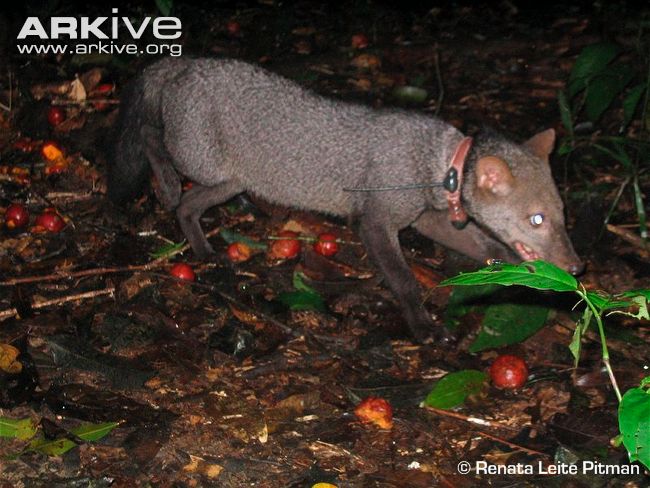 Mamíferos y marsupiales mammals of the earth: Perro de monte ...
