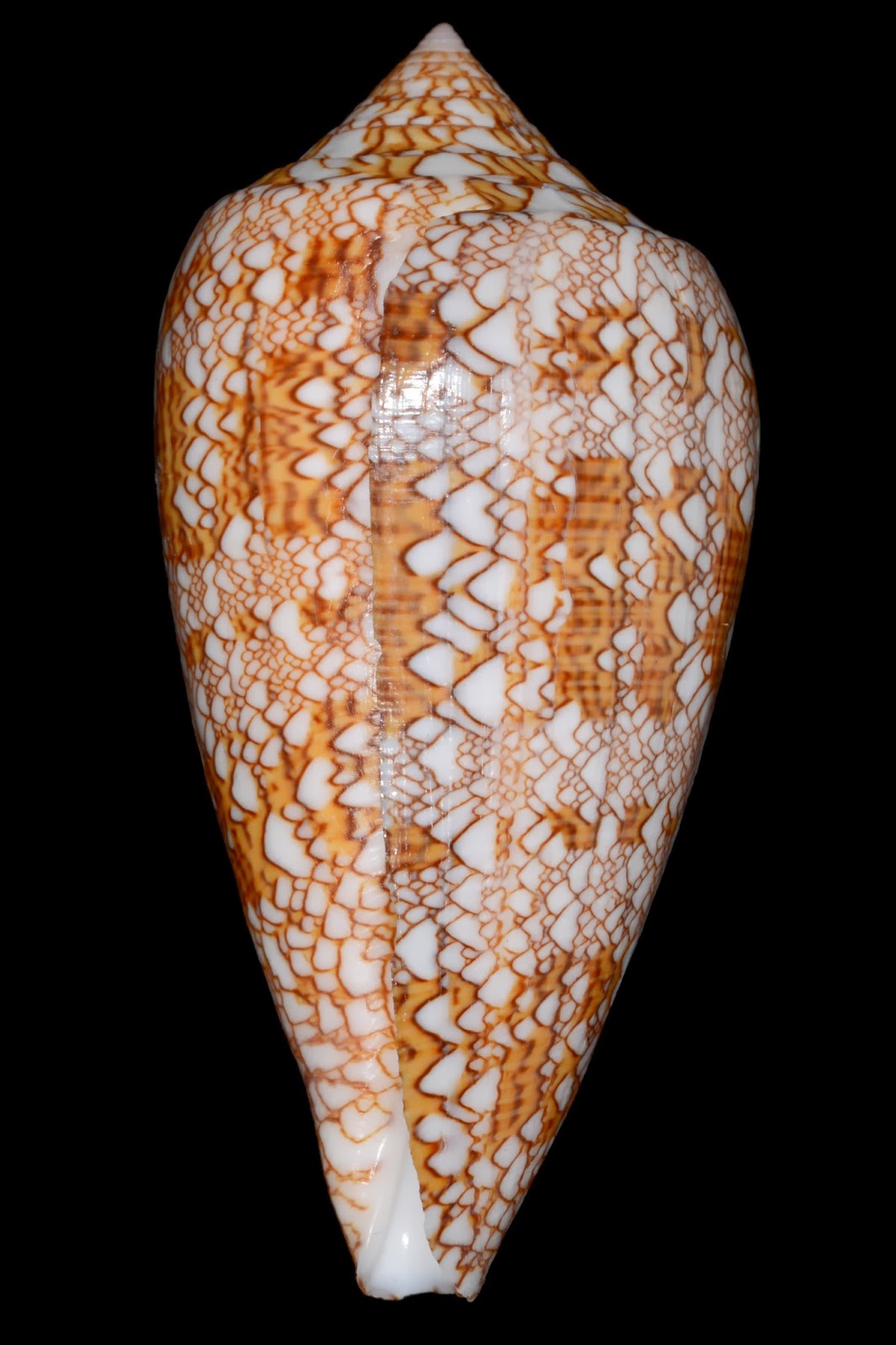 Dr. Lee's Gallery Museum: Conus textile f. pyramidalis 68.6mm 織錦芋螺