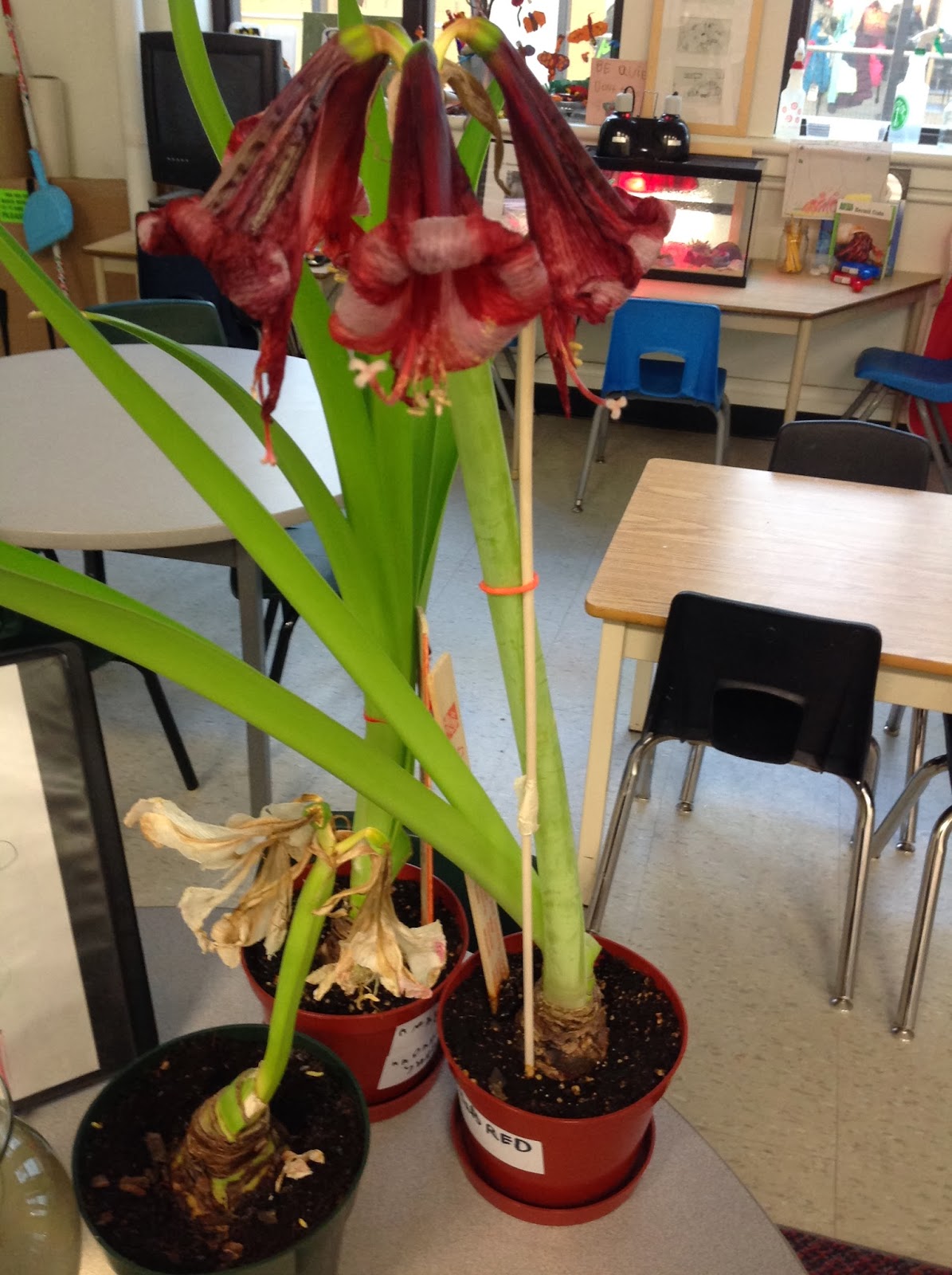 Wonders in Kindergarten: Investigating Bulb Plants