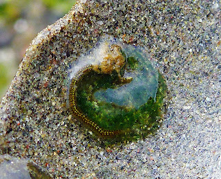 Buzz's Marine Life of Puget Sound: Sand Collar Season....or More Tiny ...