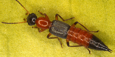 overcome the danger of tomcat: Tomcat insect hazard for humans