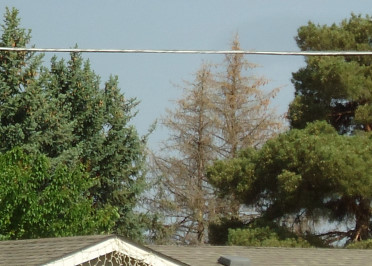 Nature Abhors a Garden: Dead Evergreens