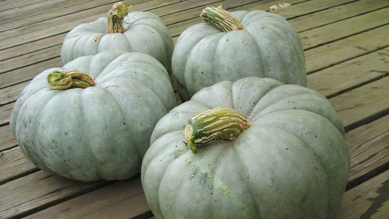 ANPP Animales y Plantas de Perú: Zapallo - Cucurbita maxima