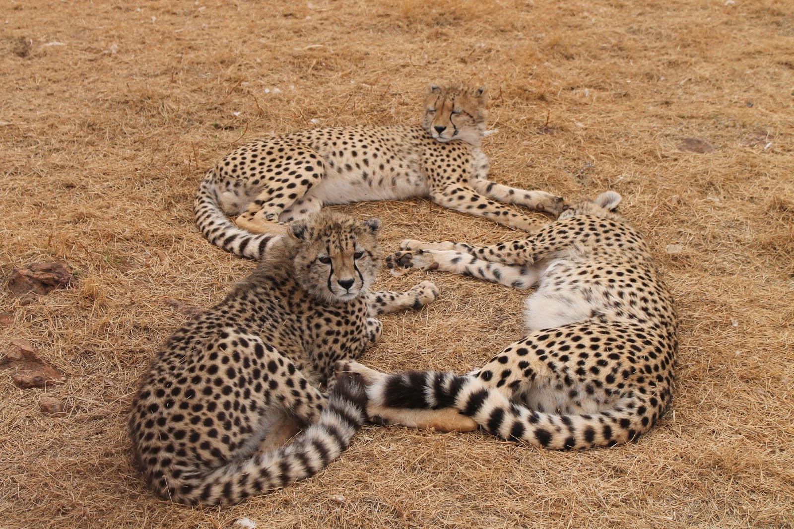 Welcome to the Snyder Life: Animal Interaction