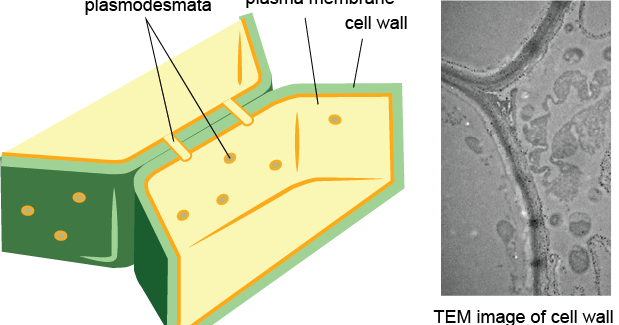 Nadanong Wongsingkeaw: Cell wall