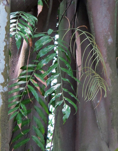 Cintai Alam Moe Dengan Menyebar Kebaikan: stenochlaena palustris