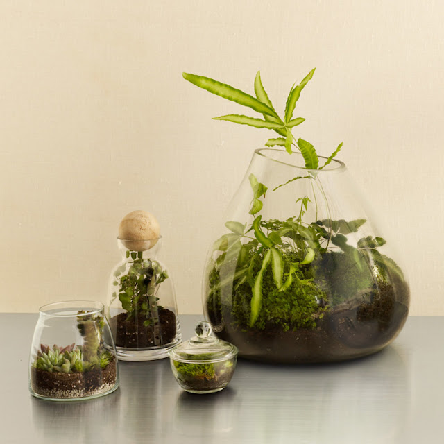 cara membuat terarium di aquarium