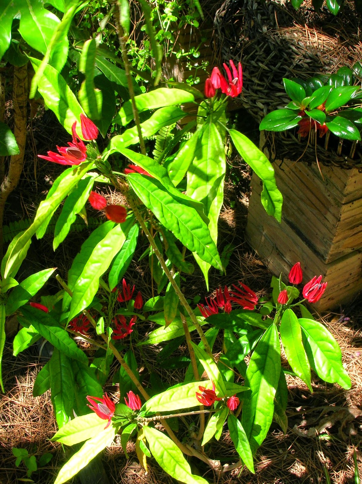 Recregarden: PAVONIA MULTIFLORA