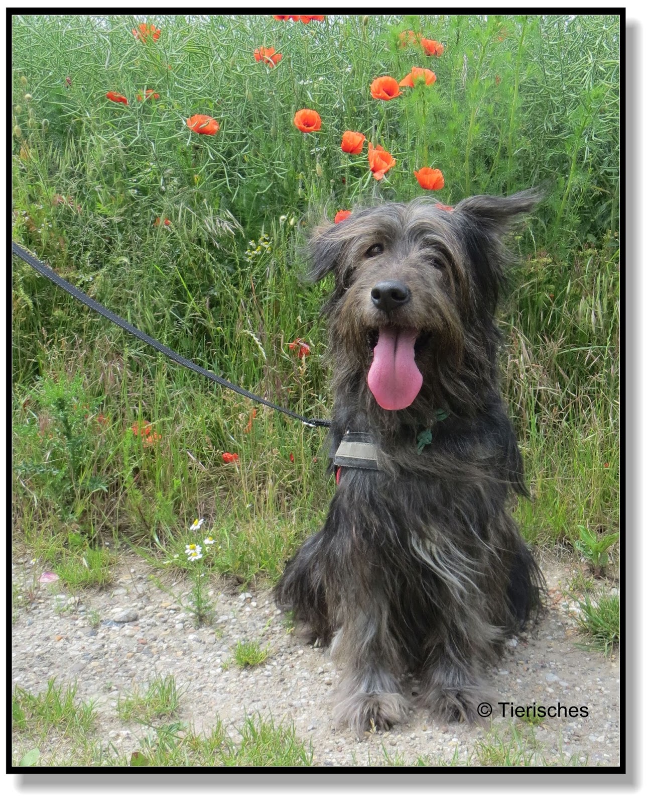 Tierisches: FINDIK`s Favorite