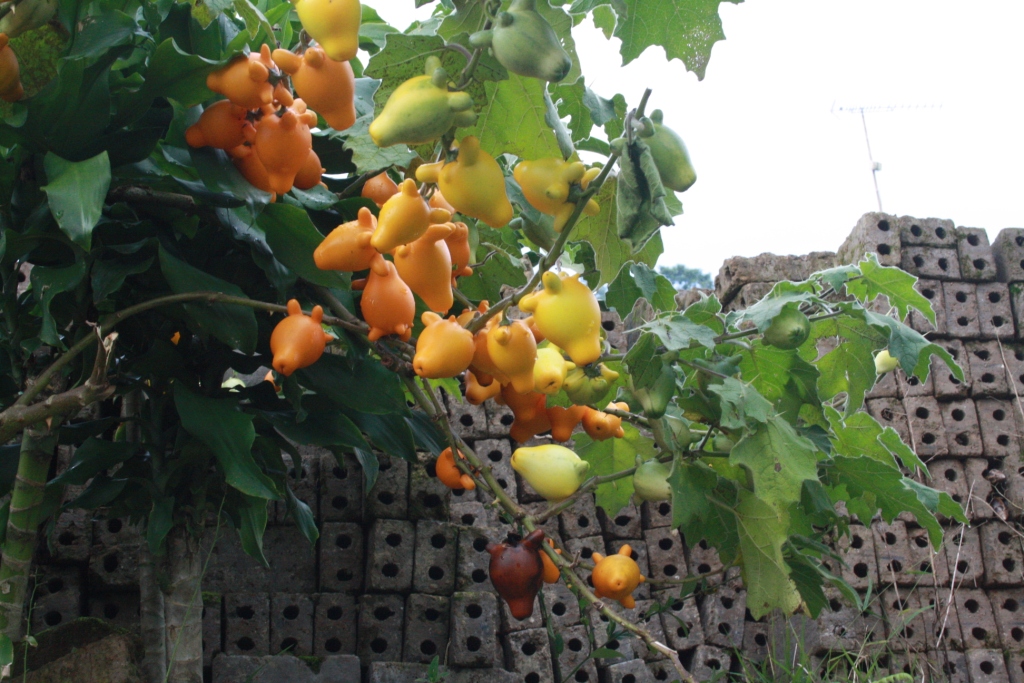 Tanaman: Jenis Tanaman Bunga Rambat