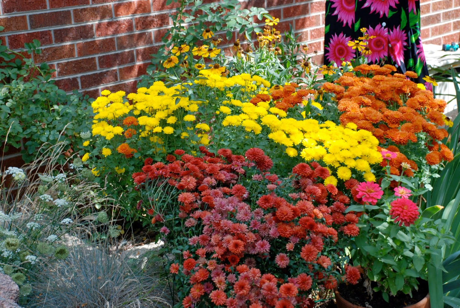 JeffCo Master Gardeners: Hello Yellow; Fall Flowers by Ann Moore
