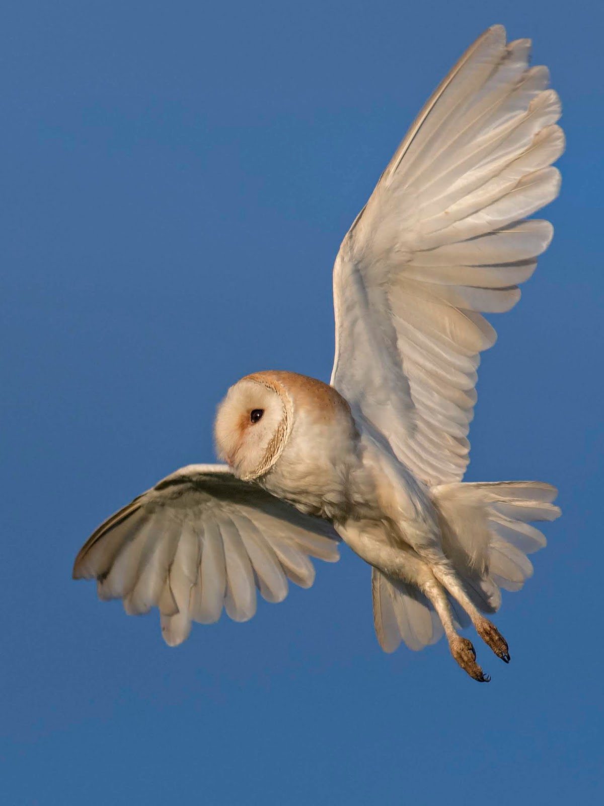 Leigh Ornithological Society: The Manchester Raptor Group – its History ...