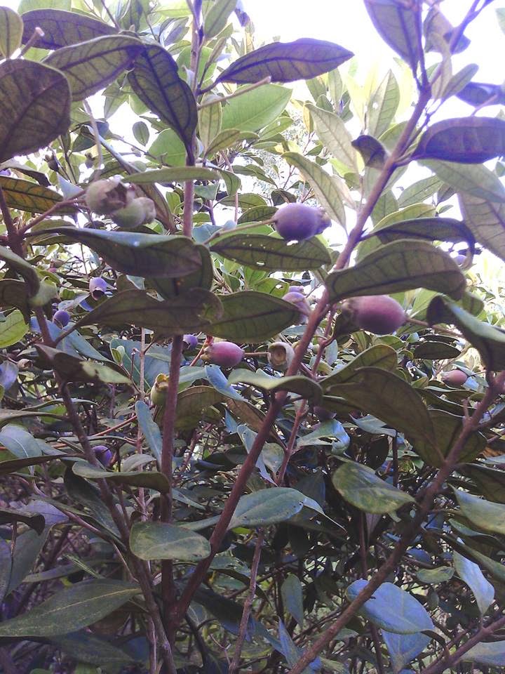 Những đồi hoa sim tím ở gần Hà Nội | Wap Khám Phá