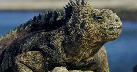 fauna de las islas galapagos: Iguanas de galapagos