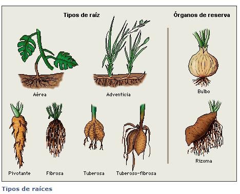 Biología: Órganos Vegetales