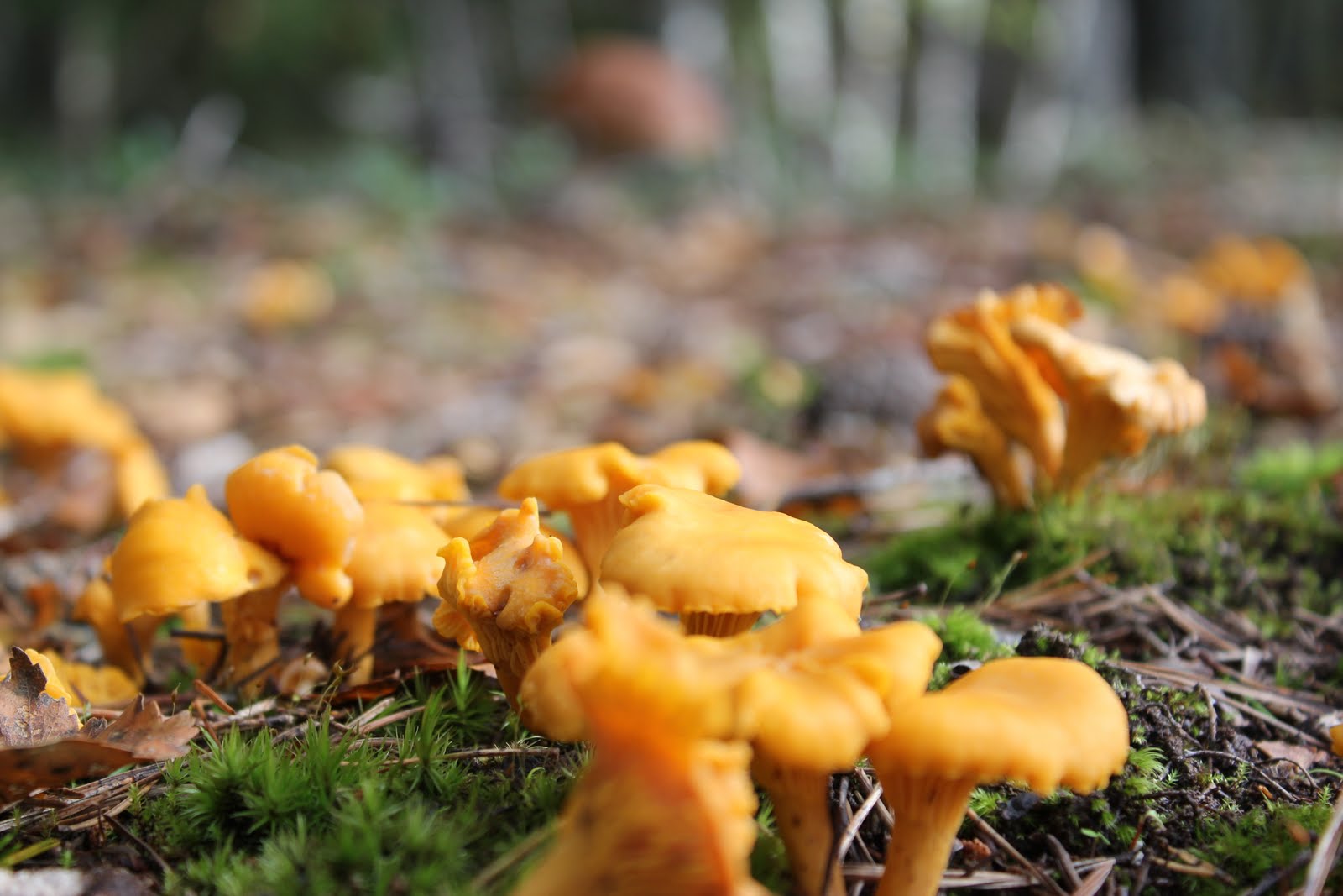 Erikas liv: Kantarell- och västerbottensostpaj