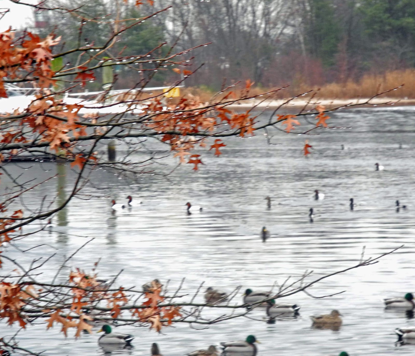Birds & Words: Riverfront Landing 1/14 Canvasback