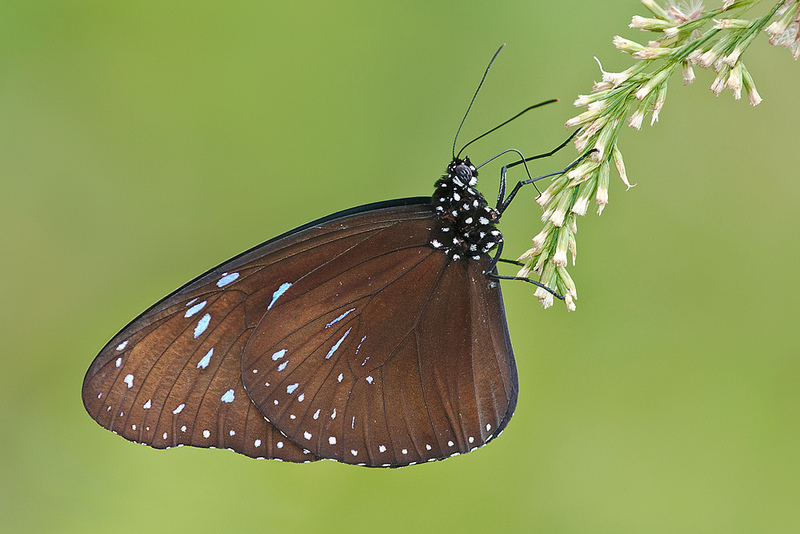 Butterflies of Singapore: Butterflies Galore! : Striped Blue Crow