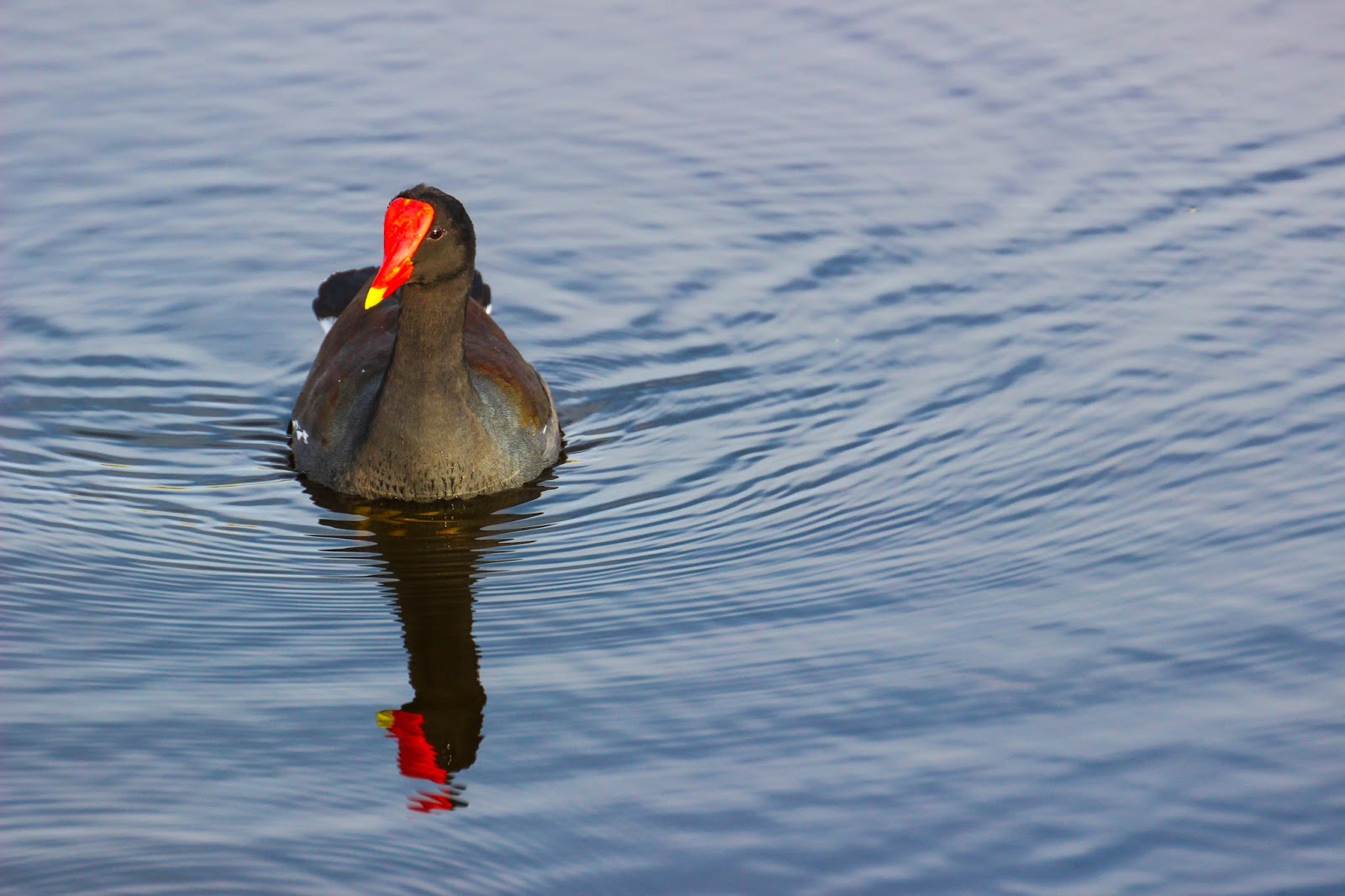 Cannundrums: Common Gallinule