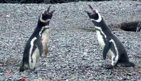 TOPAZ HORIZON: Penguin fight and the best comment thread ever