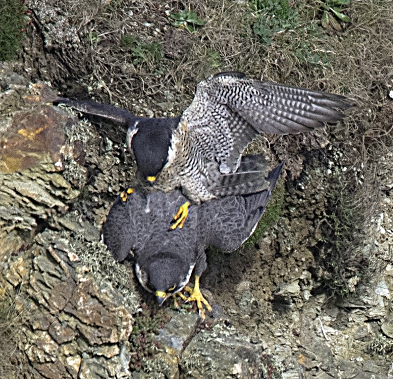 Alan James Photography : Mating Peregrine Sequence