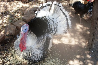 cada momento estudio: EL GUAJOLOTE DOMESTICOS