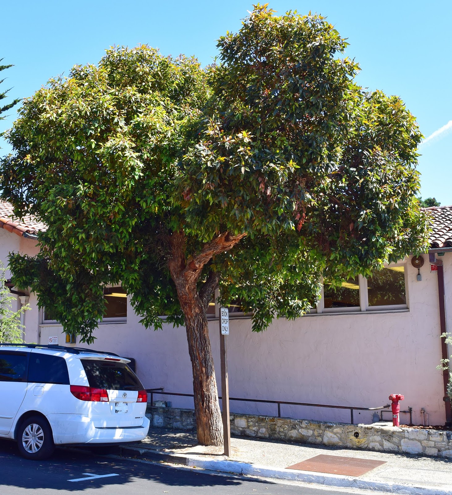 Friends of the Carmel Forest Tree Tour with Dr. Matt Ritter - June 2018