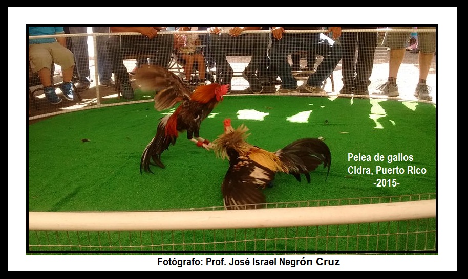 JOSÉ ISRAEL NEGRÓN CRUZ: La pelea de gallos en Puerto Rico; una ...