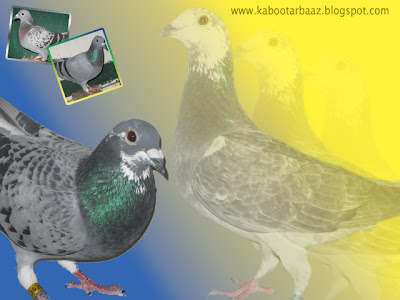 Pigeon Art: Nelay kabootar | high flying kabootar, Kabootar Baazi in ...