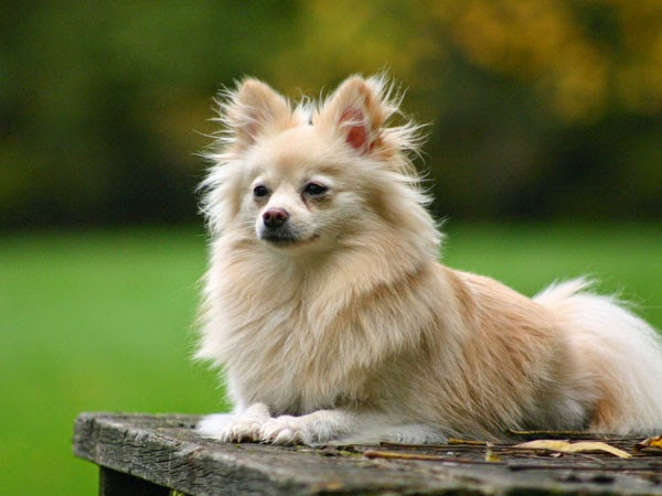 Pomerania | WIKI PERROS
