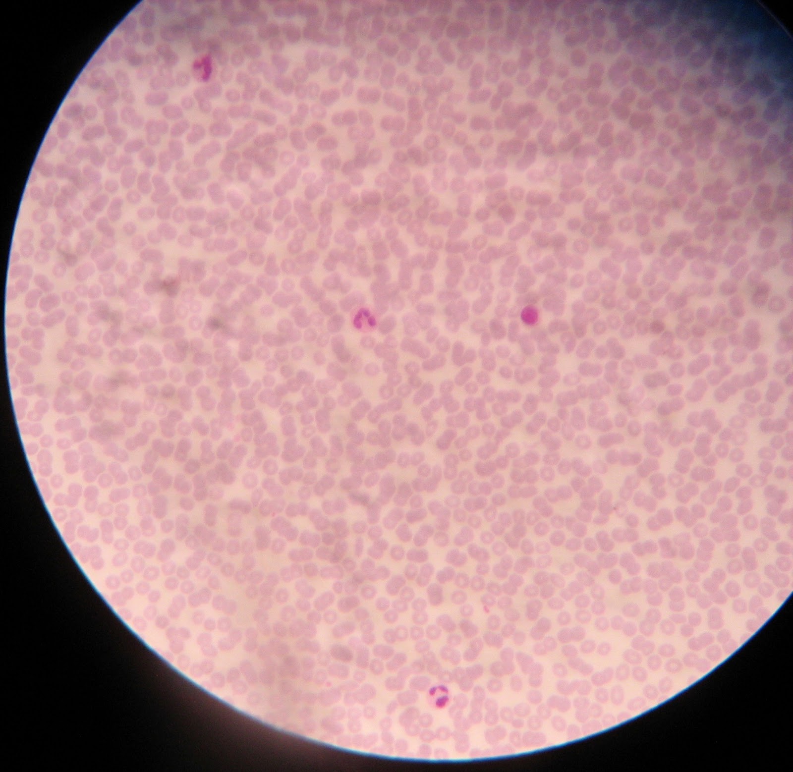 Zoology: Tissues and other Microscopic Specimen