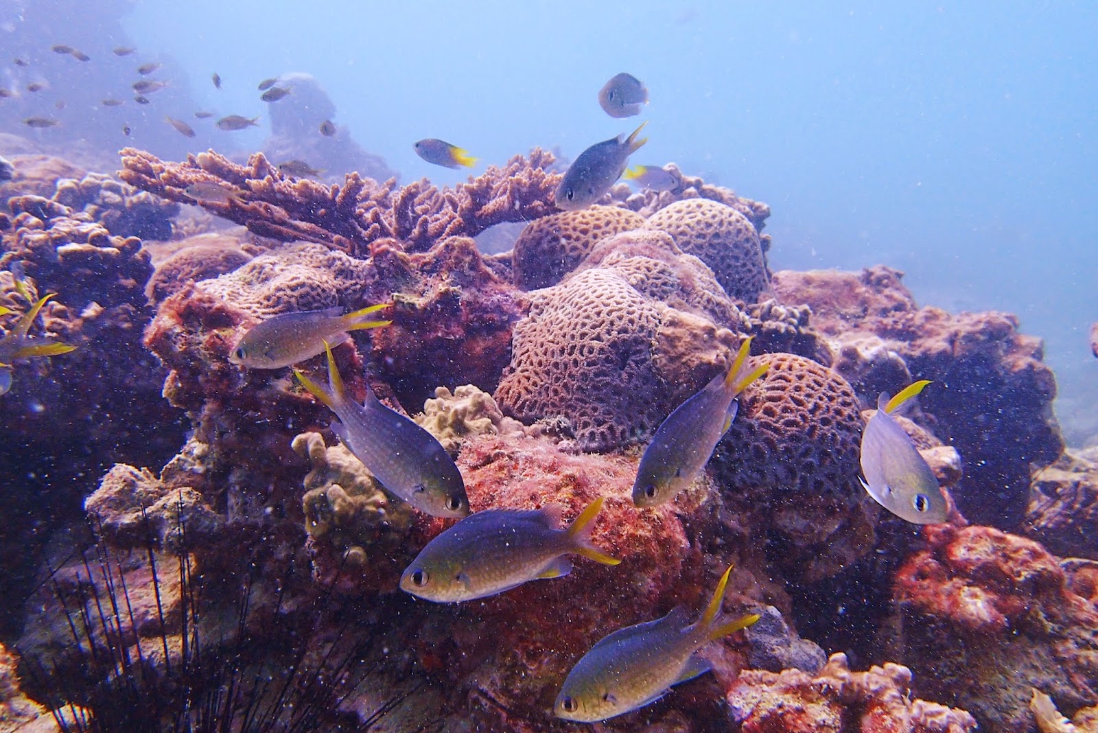 Athens Nature Journal: Kuwait: Diving in the Arabian Gulf