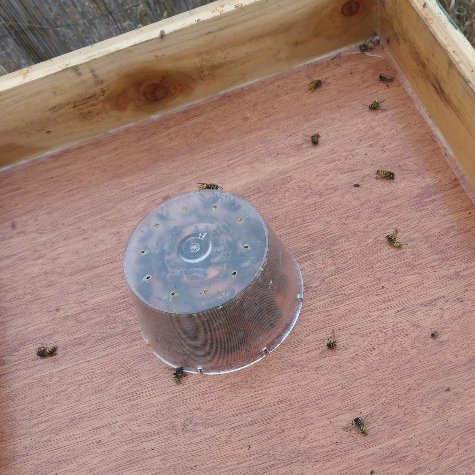 The Hivemind and Me: Wasp Control