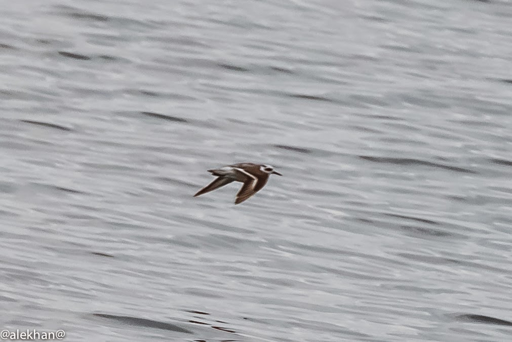 Pájaros, Pajarracos: Pollito de mar rojizo (Red Phalarope)