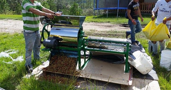 Sowers4Pastors: The Coffee Fields are (Almost) Ripe Unto Harvest