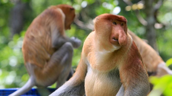ceritya: Masuk Lebih dalam ke Hutan Kalimantan