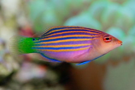 Wrasses ~ Aquatic Animals