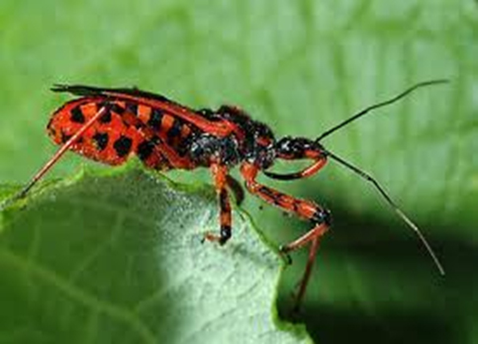 BIOLOGIA CAH: ACTIVIDAD No. 02