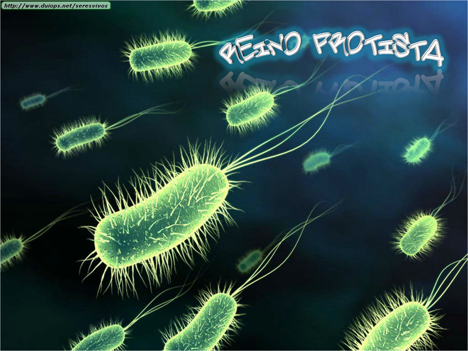 ¡sumérgete en nuestro mundo y te sorprenderás! : Reino protista