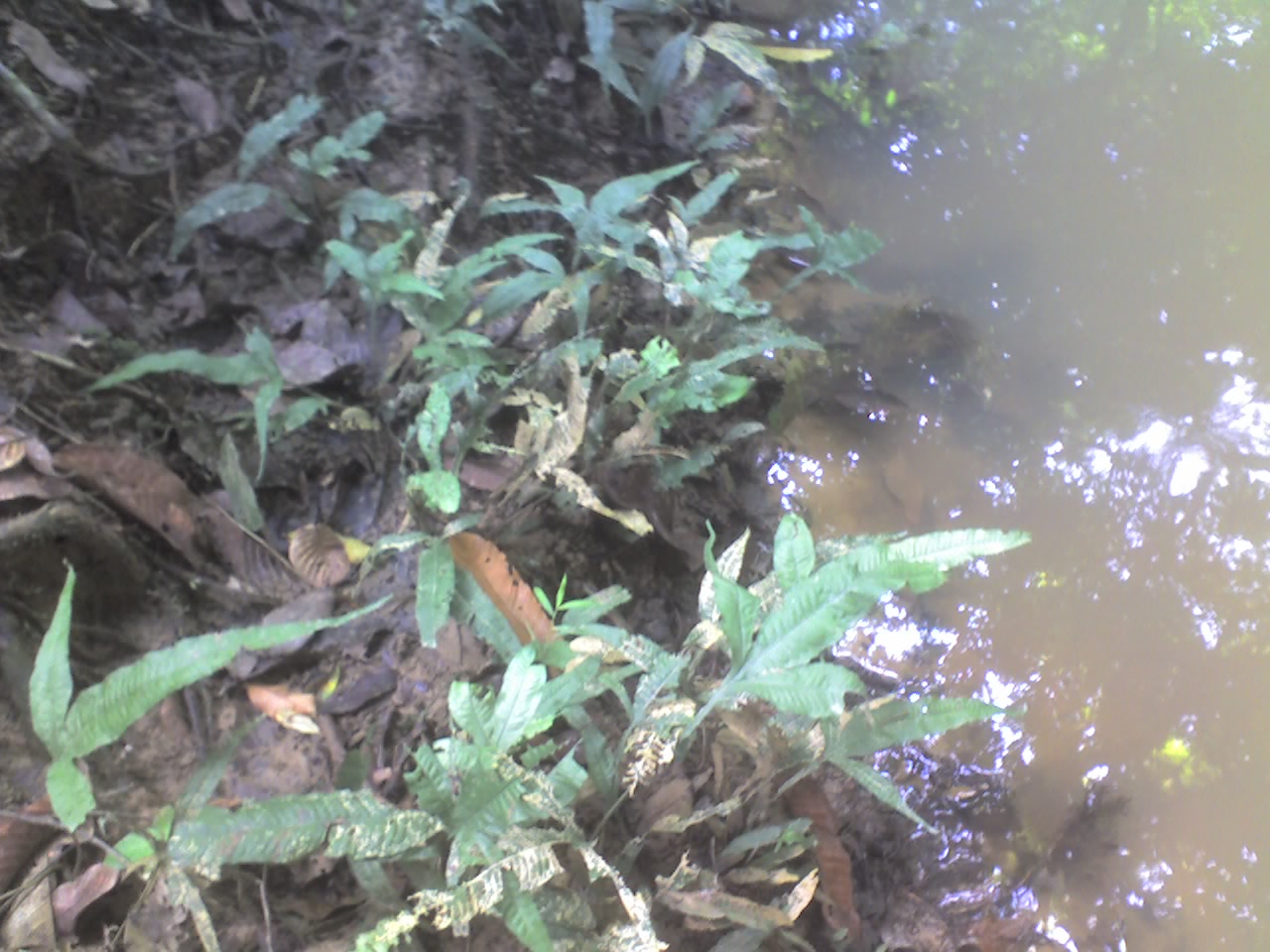 It's All About Aquascaping!: JAVA FERN (Microsorum Pteropus)