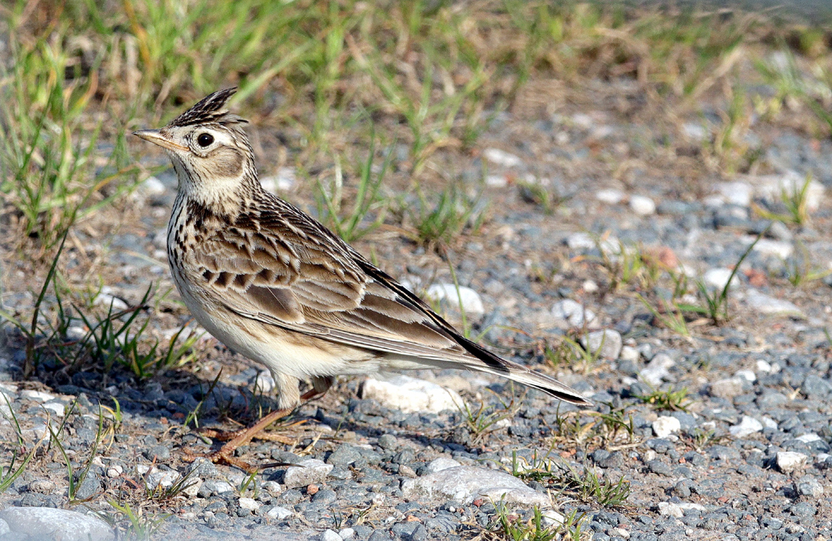 Another Bird Blog: Back On Patch