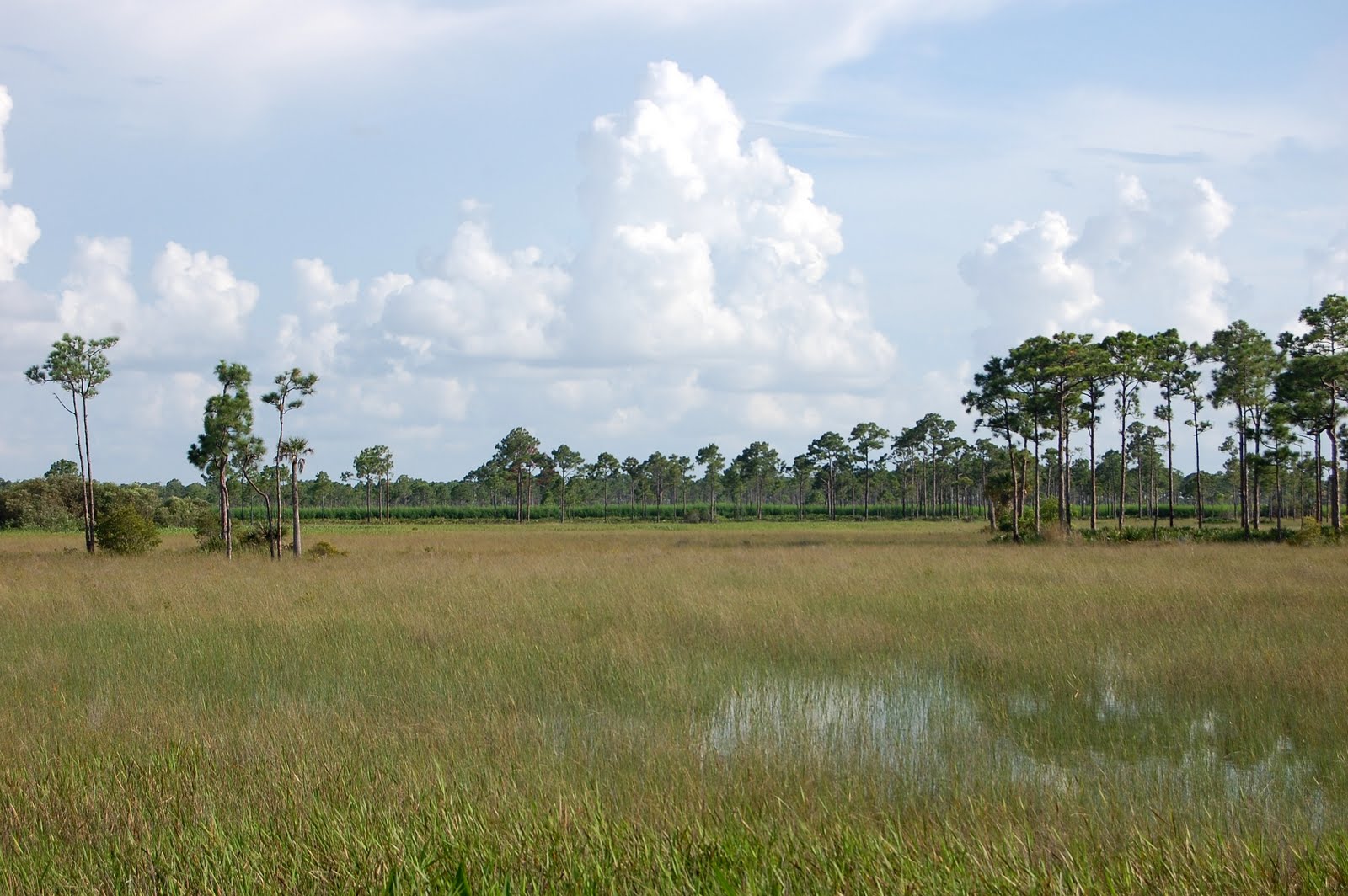 Field Notes and Photos: Tucker's Grade: Landscapes in Florida's Wet Prairie